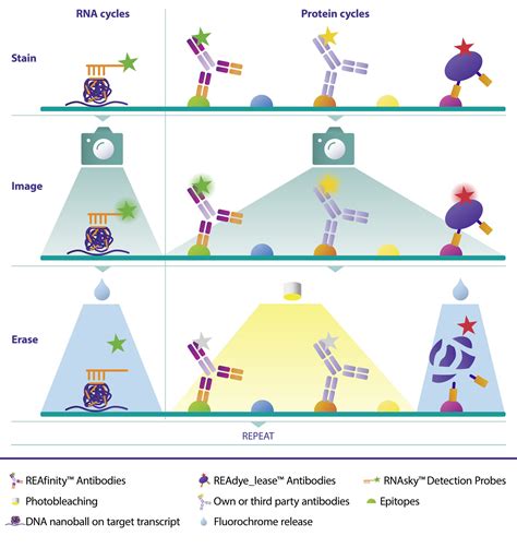 Spatial Biology And Imaging Miltenyi Biotec Usa Spatial Biology And Imaging Miltenyi Biotec Usa