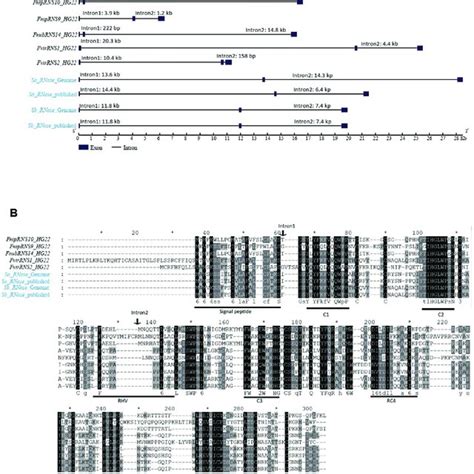 Characterization Of Primary Structural Features Of S Rnase Genes A