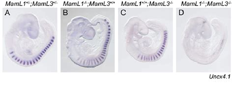Defective Somite Differentiation In Maml1 Maml3 Double Null