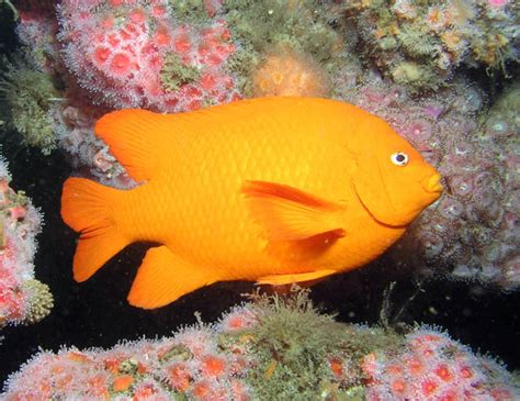 Siren's Call: Garibaldi (Hypsypops rubicundus)