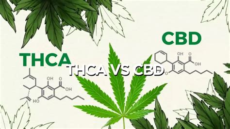 THCa Vs CBD What You Need To Know Harbor City Hemp