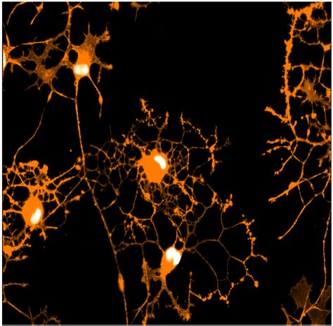 Laboratory Of Neurovascular Interactions Director Dr Ayman Elali Phd