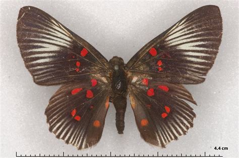 Lyropteryx Terpsichore Zygaena Pinned Specimens