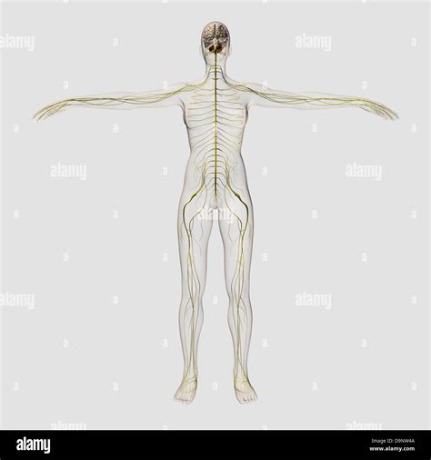 Medical Illustration Of The Human Nervous System And Brain Full Frontal View Stock Photo Alamy