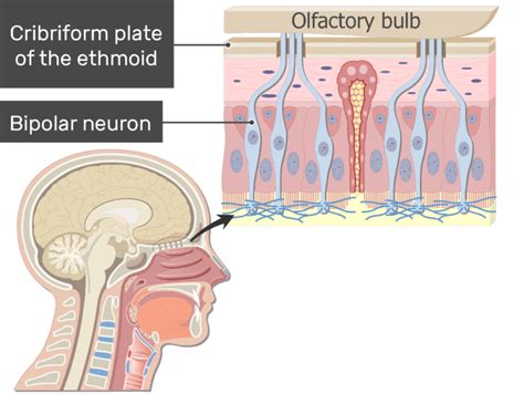 Bipolar Neurons Structure And Functions Getbodysmart