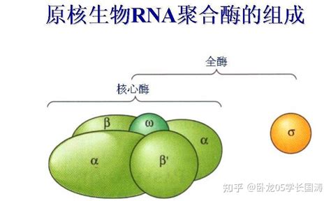 生物知识rna聚合酶 知乎