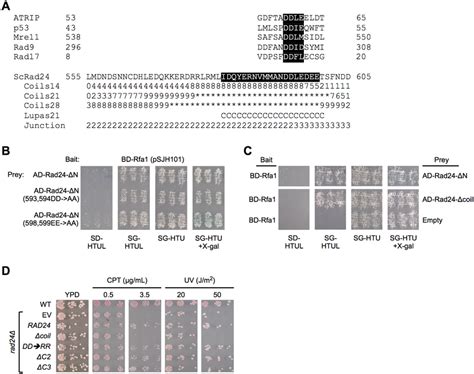 Examination Of A Putative Interaction Motif And The Predicted Coiled Download Scientific