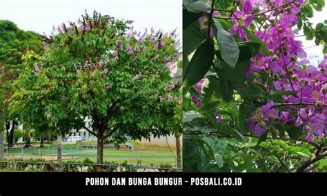 Pohon Bungur Mengenal Ciri Ciri Manfaat Dan Pemeliharaanya