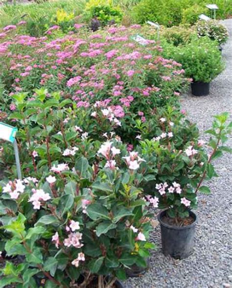 Beining Nursery And Landscaping Retail