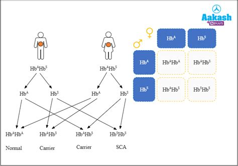 Mendelian Disorders In Biology Definition Types And Importance Aesl