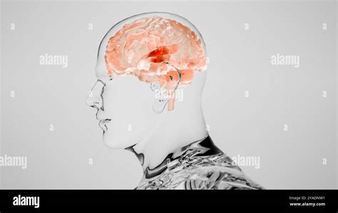 Human Brain Nervous System Anatomy Neural Cancer Sebaceous Bulb