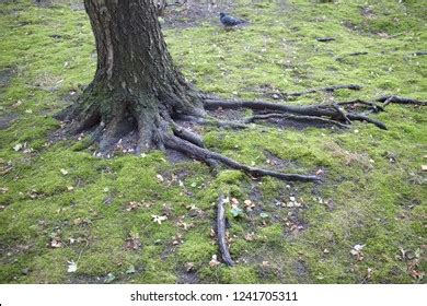 Nude Tree Roots Images Stock Photos Vectors Shutterstock