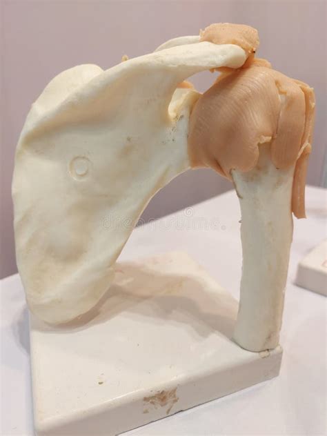 Human Shoulder Joint Showing Scapula Humerus And Capsular Ligament