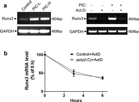 Runx3 MRNA Is Induced By DsRNA Poly I C Via Transcriptional Regulation Download Scientific