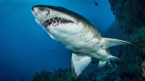 Sharks News Features And Articles Live Science