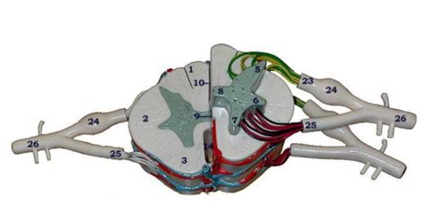 Lab Spinal Cord Model Flashcards Quizlet
