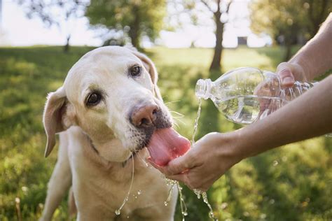 Bindle Water Bottle Recall Can Affect Dogs Who Eat Treats Stored In