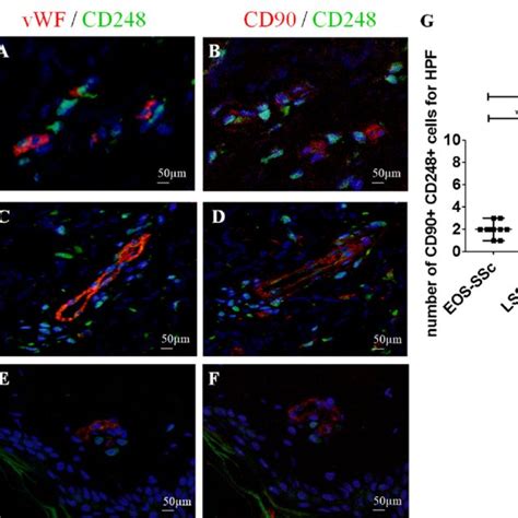 Cd248 Cd90 Mesenchymal Stem Cells Mscs Surrounding The Vessels
