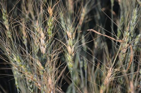 Head Scab Boost Your Bushels Syngenta Us