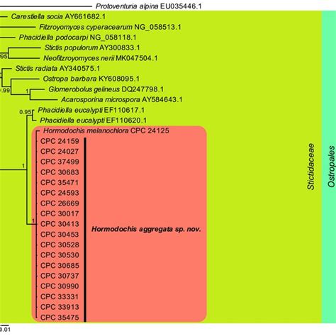 bayesian phylogeny calculated from the lecanoromycetes lsu sequence download scientific diagram