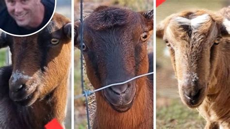 Goomboorian Farmyard owners plea for stolen goats safe return | The Courier Mail