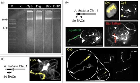 Direct Probe Labelling By Rolling Circle Amplification Rca A Download Scientific Diagram