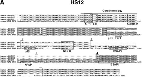 Sequence Similarities Between Human And Mouse 3′ α Elements