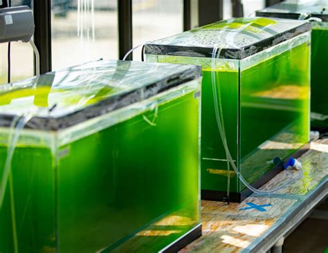 National Carbon Capture Center Completes First Algae Conversion Tests