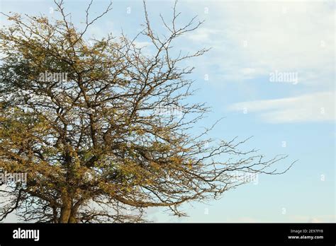 Tree Against Beautiful Blue Sky With Clouds Stock Photo Alamy
