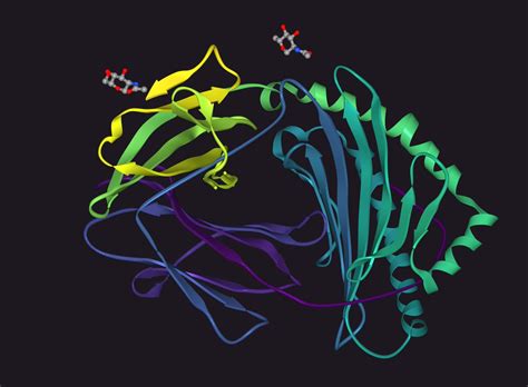 Histocompatibility Complex Structure At Maddison Chidley Blog