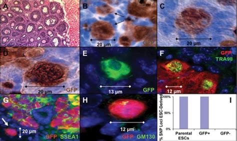 Esc Derived Oocyte Characterization Following Transplantation A