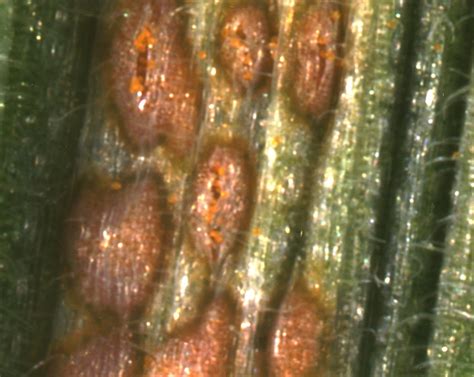 Cool New Microscopy Images Farm Fungal Pathogens In Olympia