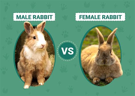 How Do You Tell A Male Rabbit From A Female Detroit Chinatown