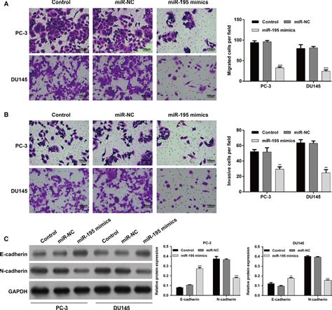 Mir‐195 Suppresses Pca Cell Migration And Invasion In Vitro Transwell