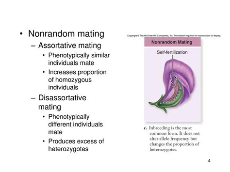 Genes Within Populations Ppt Download