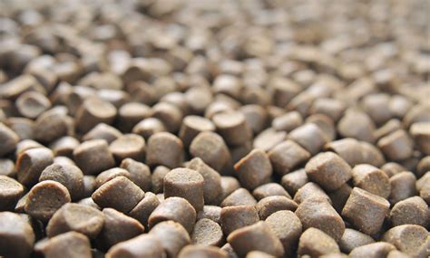 Microorganisms In Fish Feeds Technological Innovations And Key