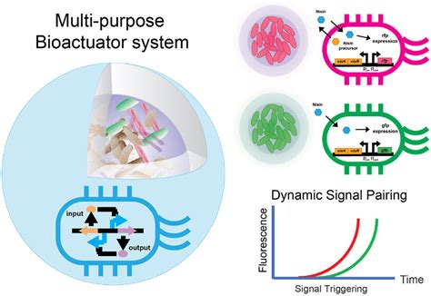 Developing Alginate Hydrogels That Can Support Cell Growth
