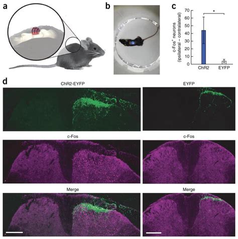 Wirelessly Powered Fully Internal Optogenetics For Brain Spinal And Peripheral Circuits In