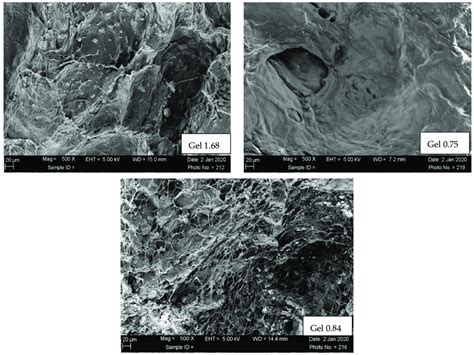 Sem Of Freeze Dried Composites Scaffold Morphologies Of Elp Hydrogels Download Scientific