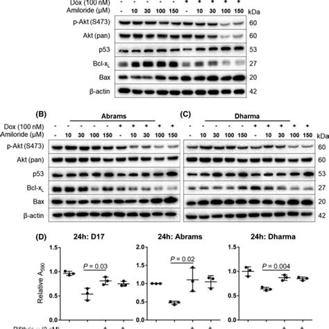 Immunofluorescence Of P53 Localization In Canine Osa Cells After Immunofluorescence Of P53 Localization In Canine Osa Cells After