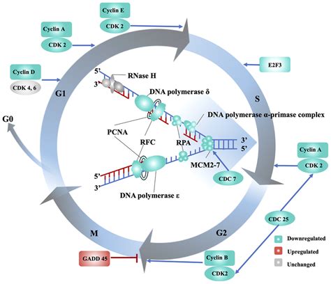 Transcriptional Regulation Of The Cell Cycle And Dna Replication In