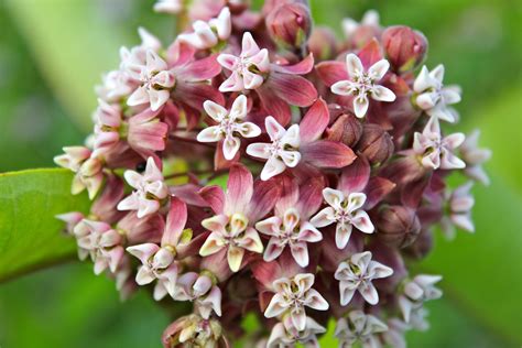 Common Milkweed Virginia Wildflowers