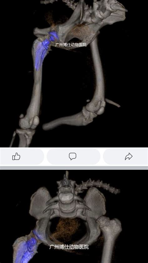 Display Ct Image Of Bones In 3d Support 3d Slicer Community