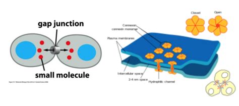 Cell Biology Cell Signalling Lectures 14 17 Flashcards Quizlet
