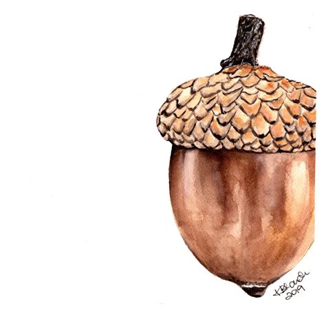 Acorn Drawings