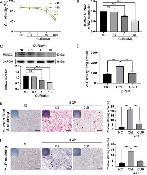 Figure 1 From Curcumin Attenuates Vascular Calcification Via The Exosomal Mir 92b 3p Klf4 Axis