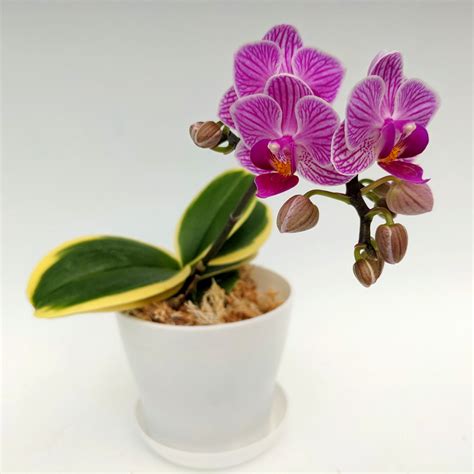 Phal Sogo Vivien Micro Mini Variegated Foliage Sogo Alice X Zuma