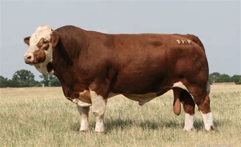 Hacienda La Chapolera Revista Genética Bovina Colombiana