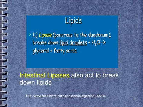 Ppt The Human Digestive System Powerpoint Presentation Free Download
