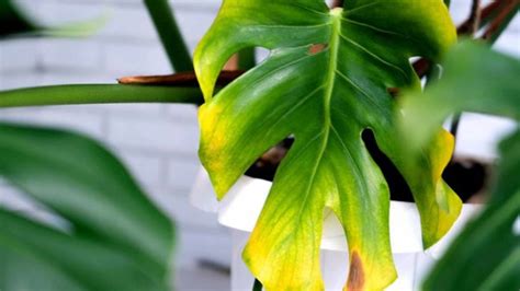 How To Tell If Your Plant Needs Potassium—not More Water Plantisima